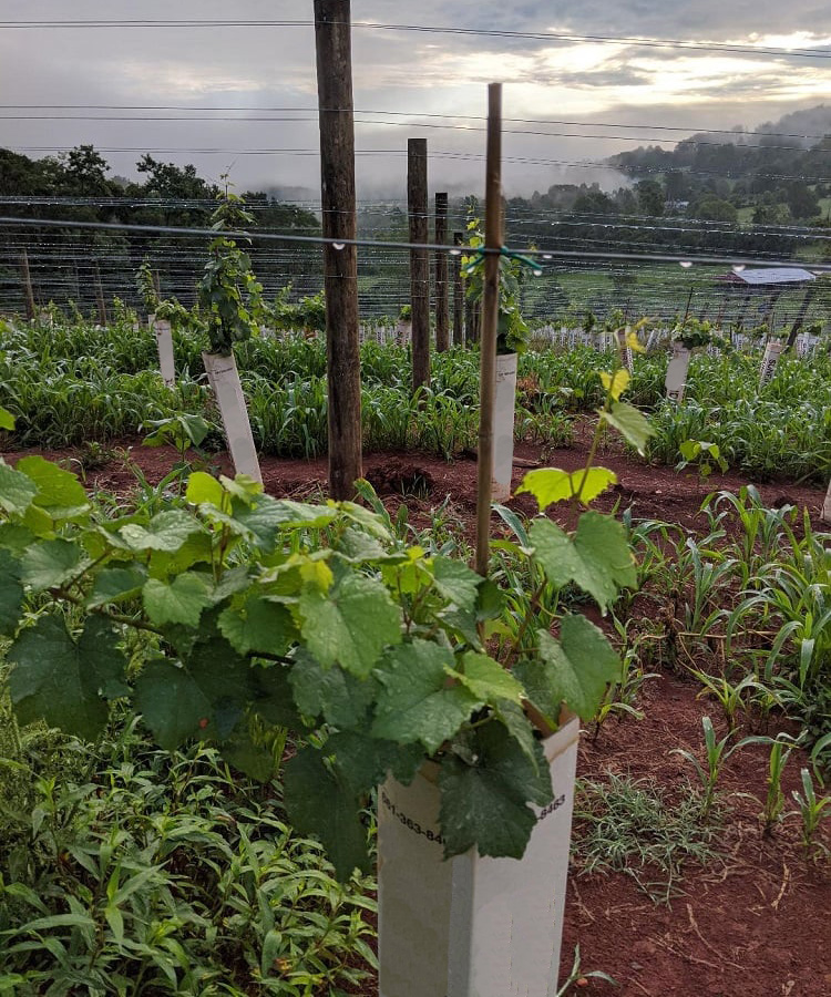 Stagebridge Farm – website