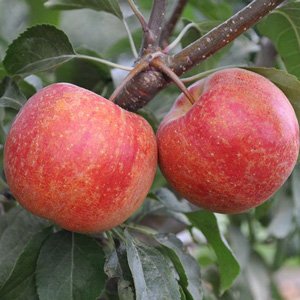 Apple Cider Orchards – Stagebridge Farm